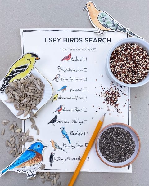 Bird Trivia Games | Camp Darcy | Darcy Miller Designs