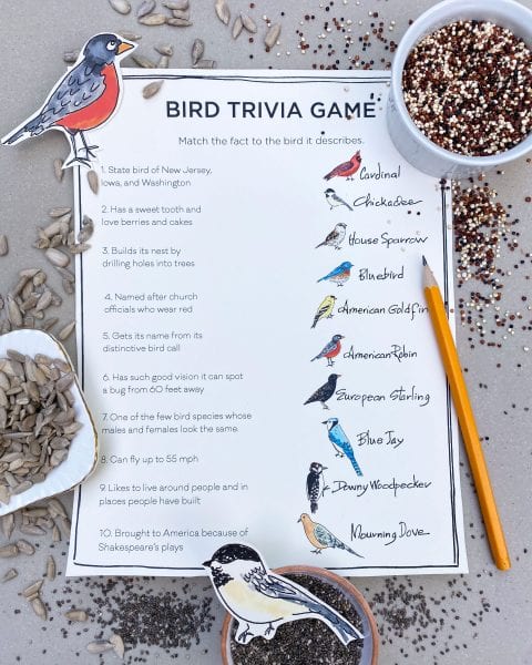 Bird Trivia Games | Camp Darcy | Darcy Miller Designs