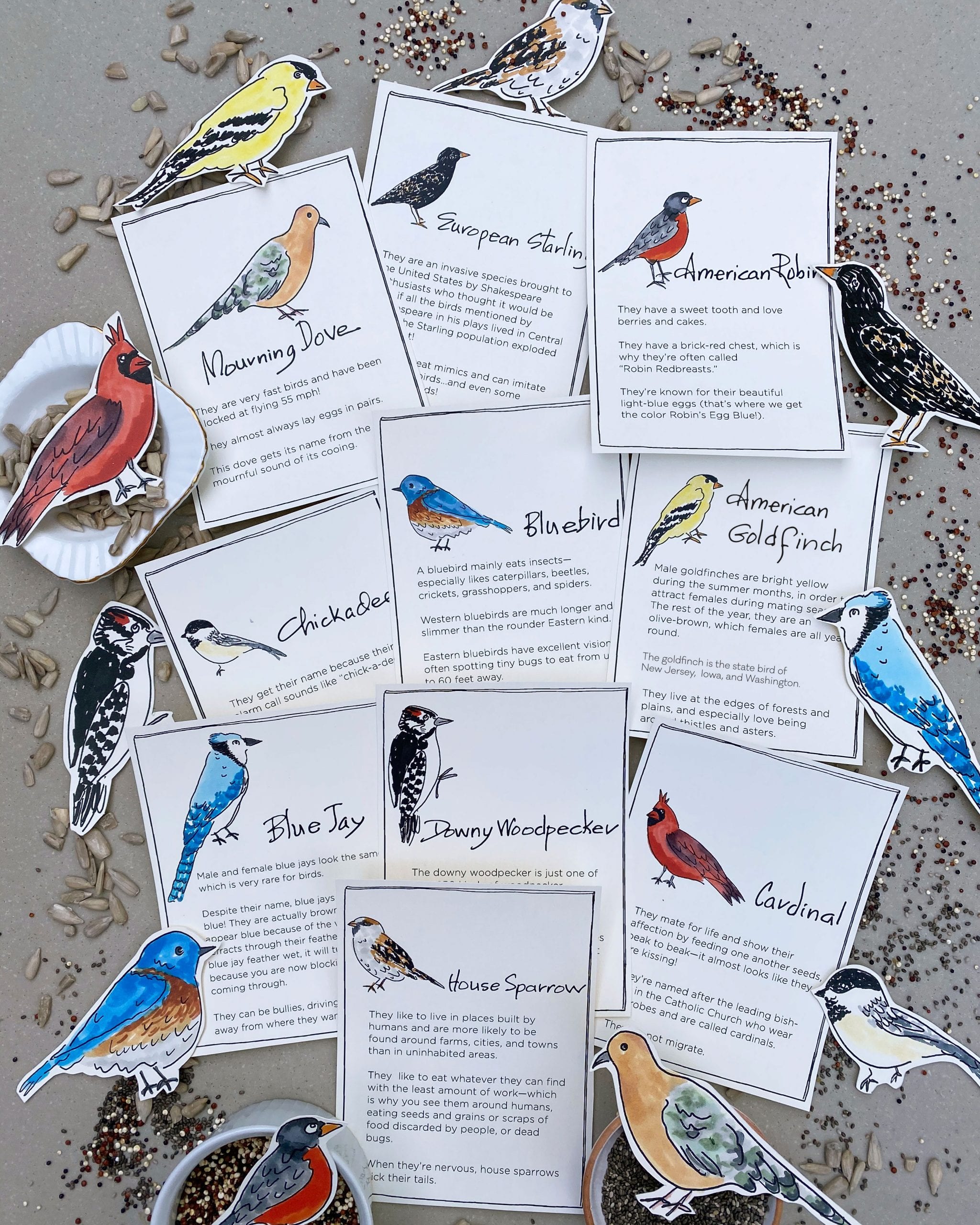 BIRD TRIVIA CARDS