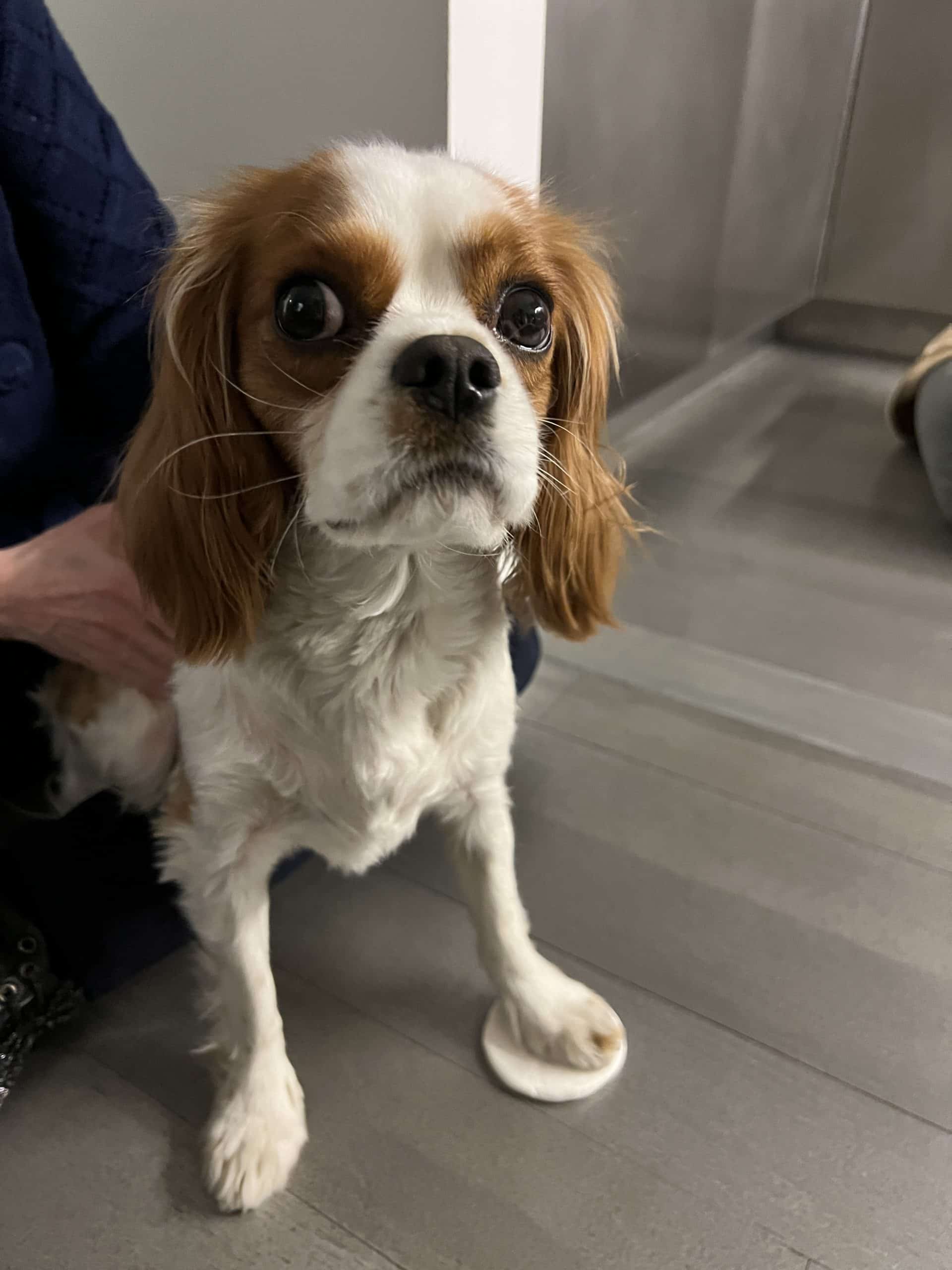 Pet Pawprint Scrapbox | Darcy Miller Designs